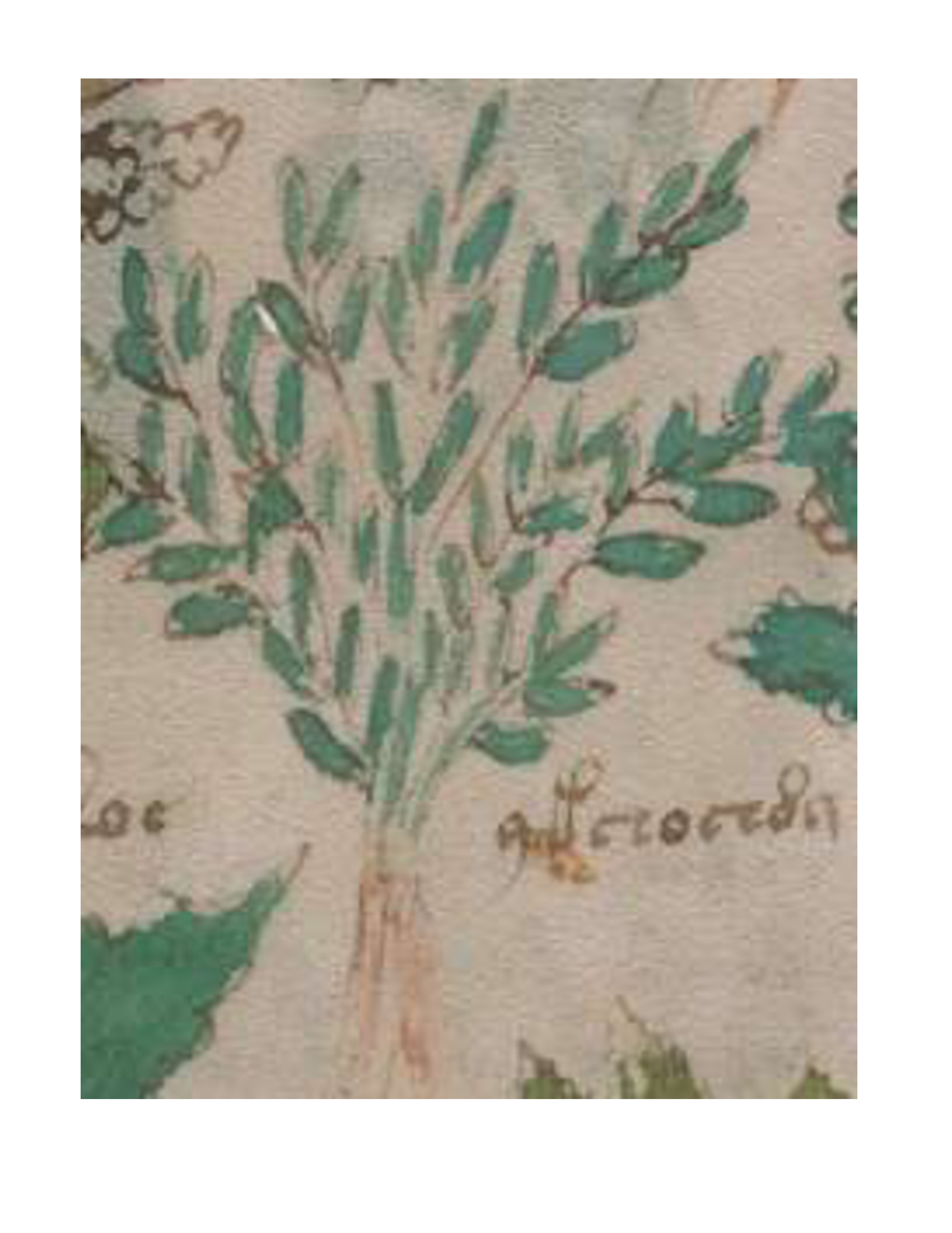 On factors distorting the plant images of the Voynich Manuscript ...