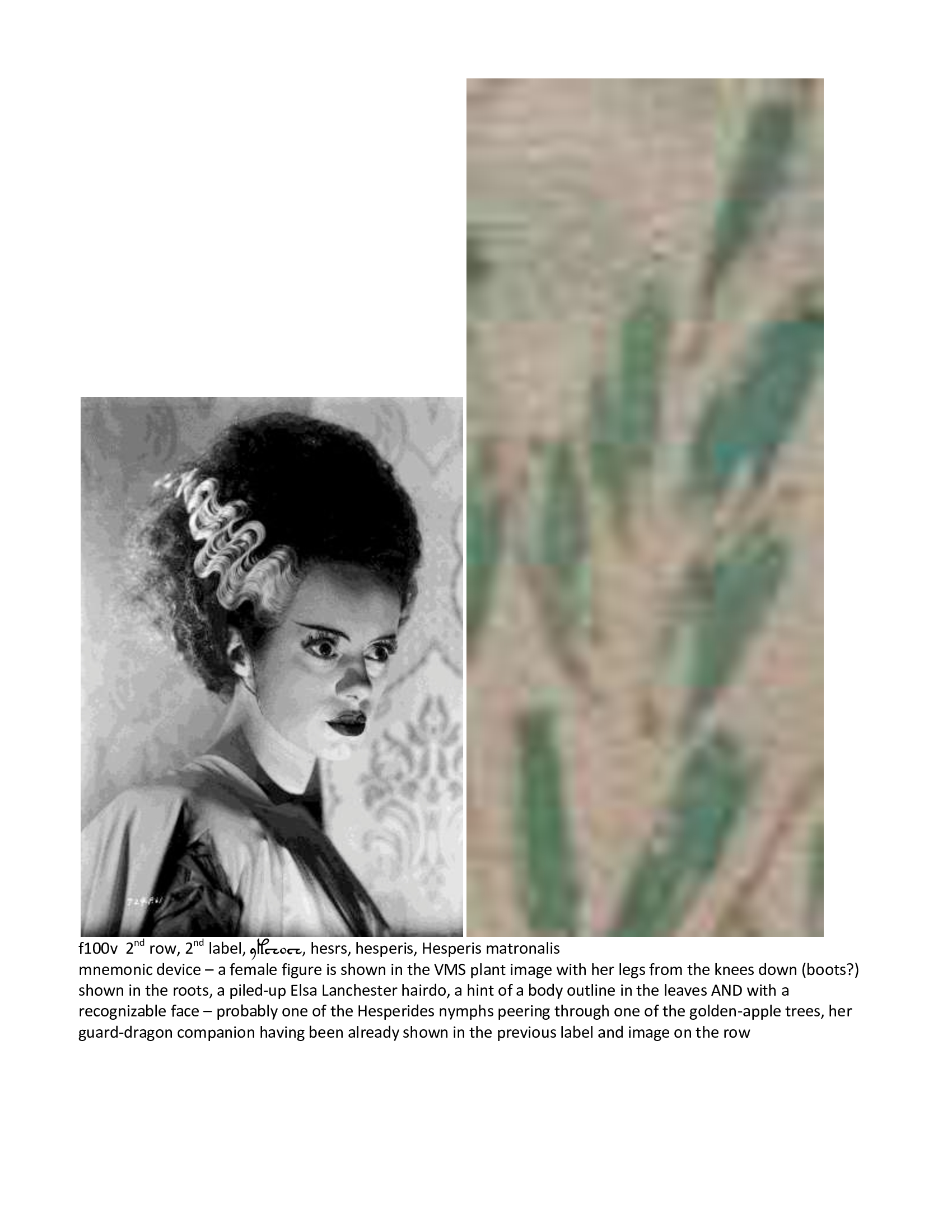 On factors distorting the plant images of the Voynich Manuscript ...