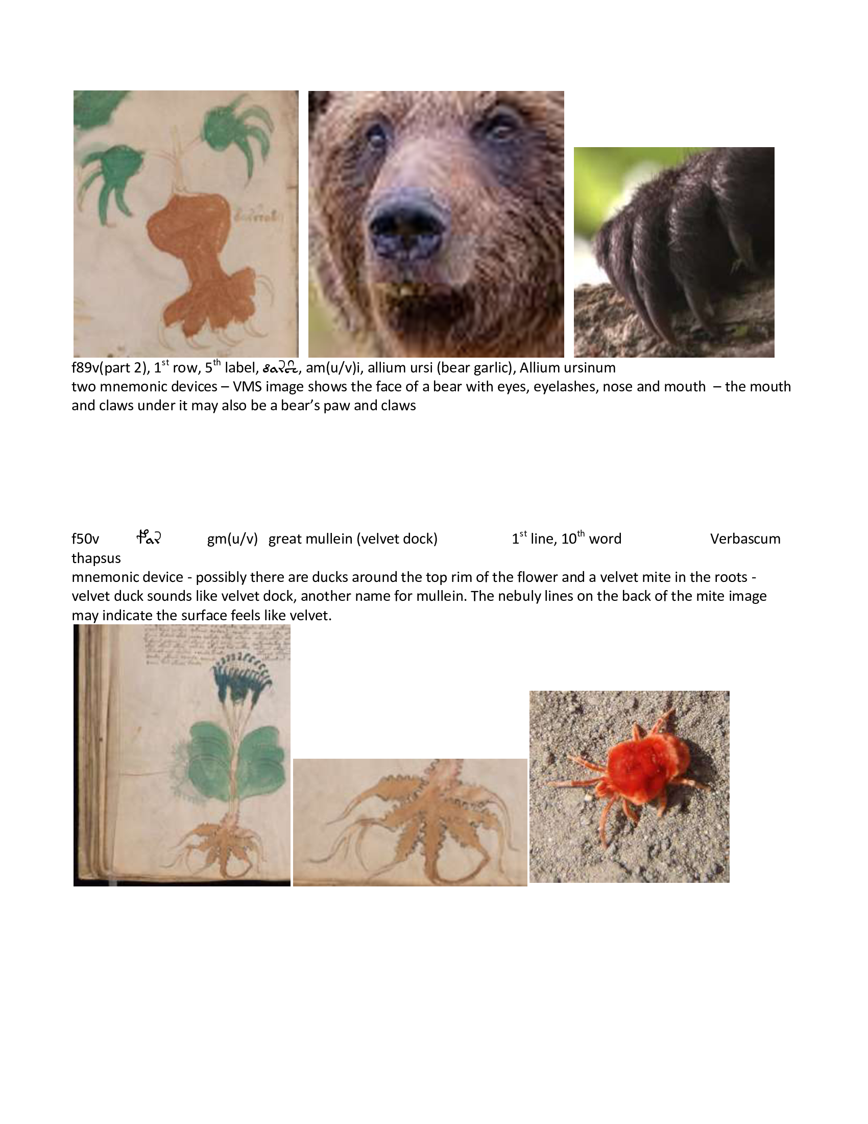 On factors distorting the plant images of the Voynich Manuscript ...