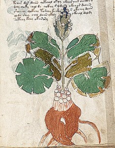 On factors distorting the plant images of the Voynich Manuscript ...