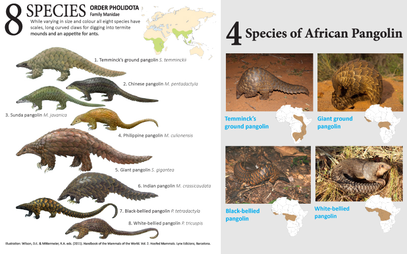 A pangolin on f80v? | Stephen Bax